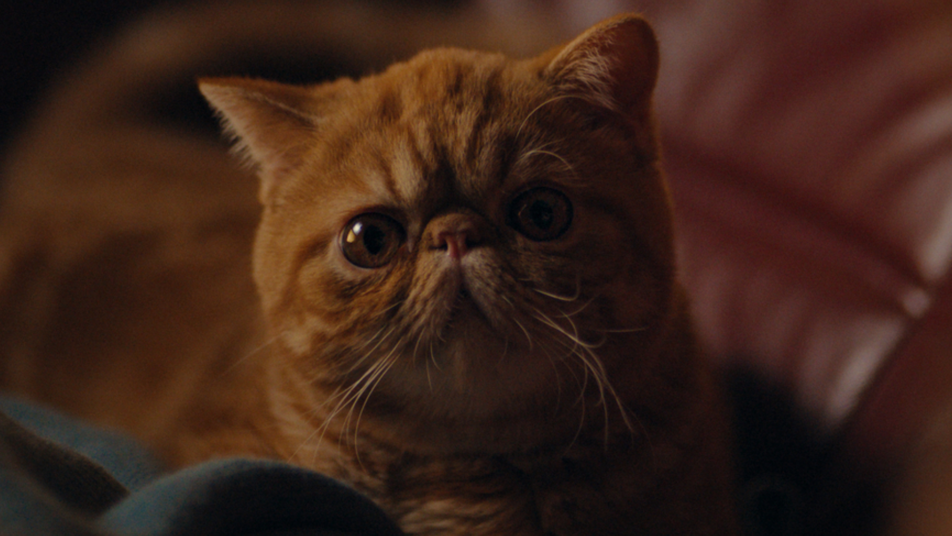 Magnum Makes Some Noise with Unmistakable Cracking Chocolate Sound ...