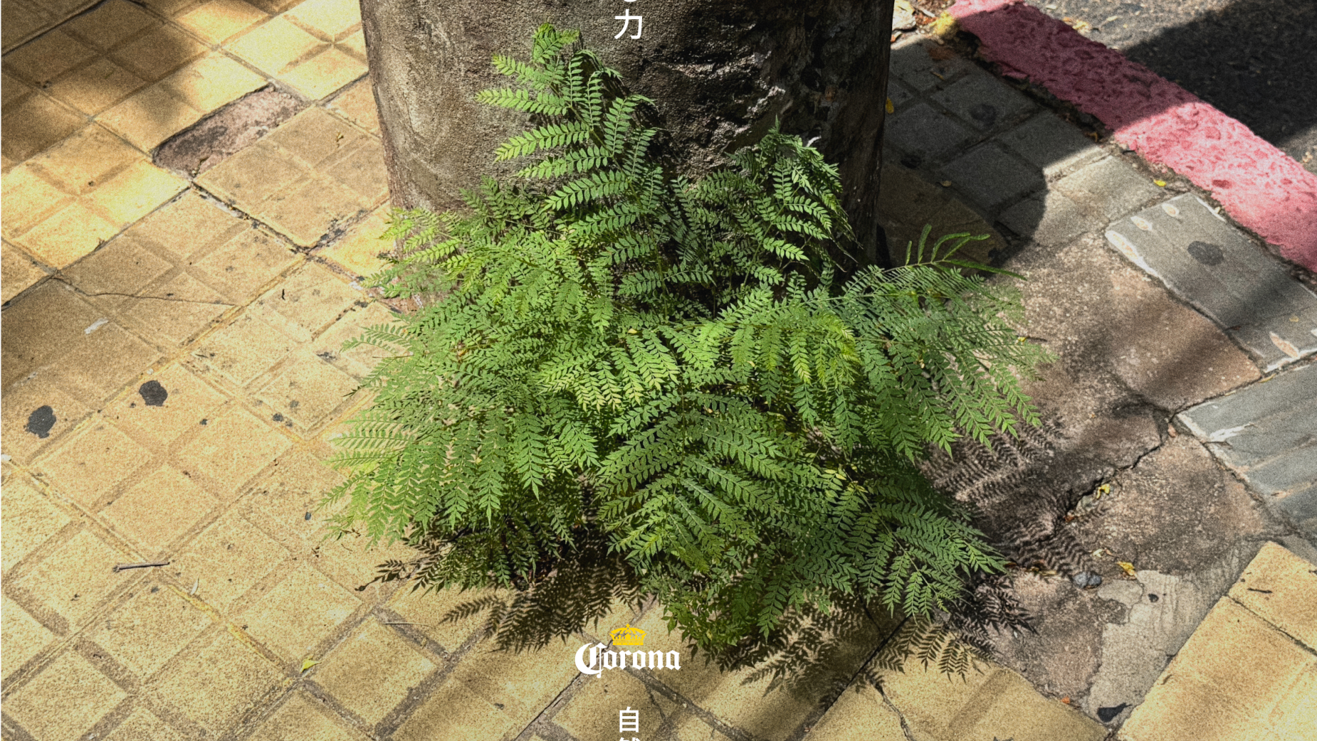 Corona’s 'Impossible Plants' Pay Tribute to the Power of the Sun ...
