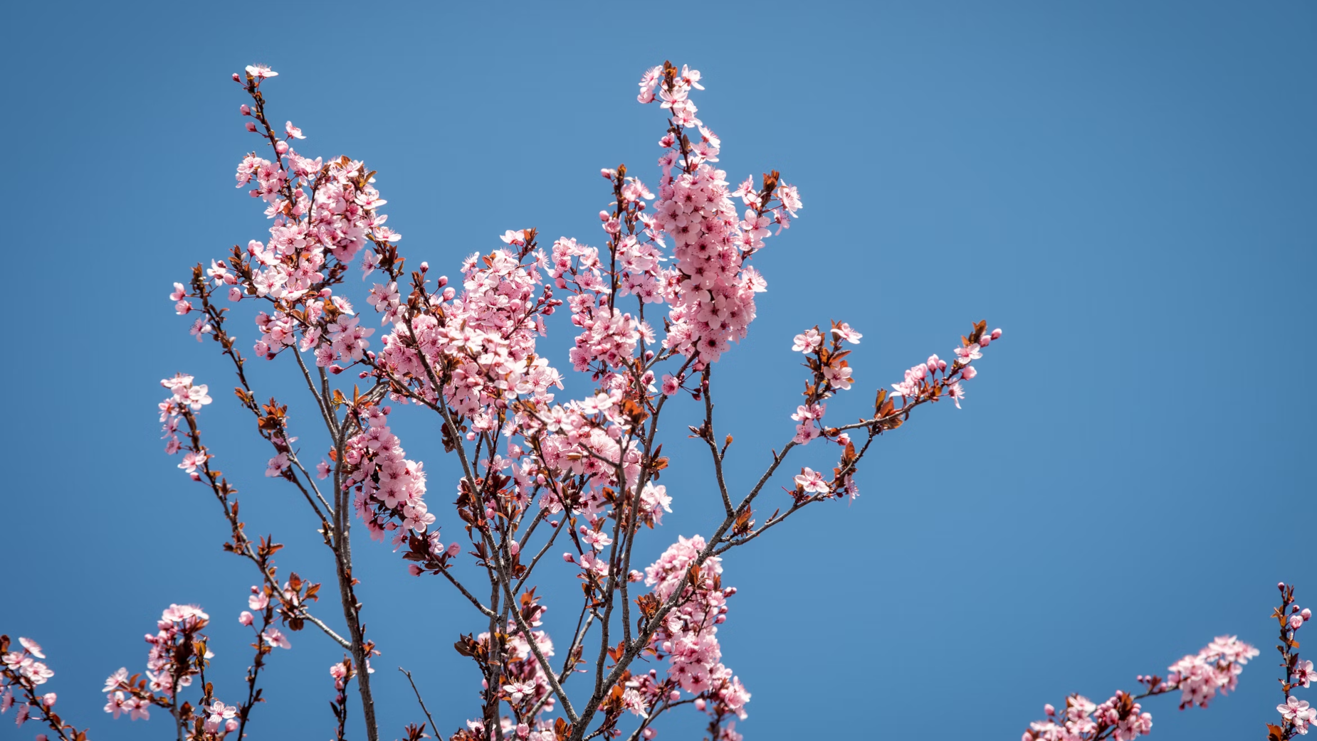 Spring Into Change: The Psychology Behind Setting Springtime Goals to ...