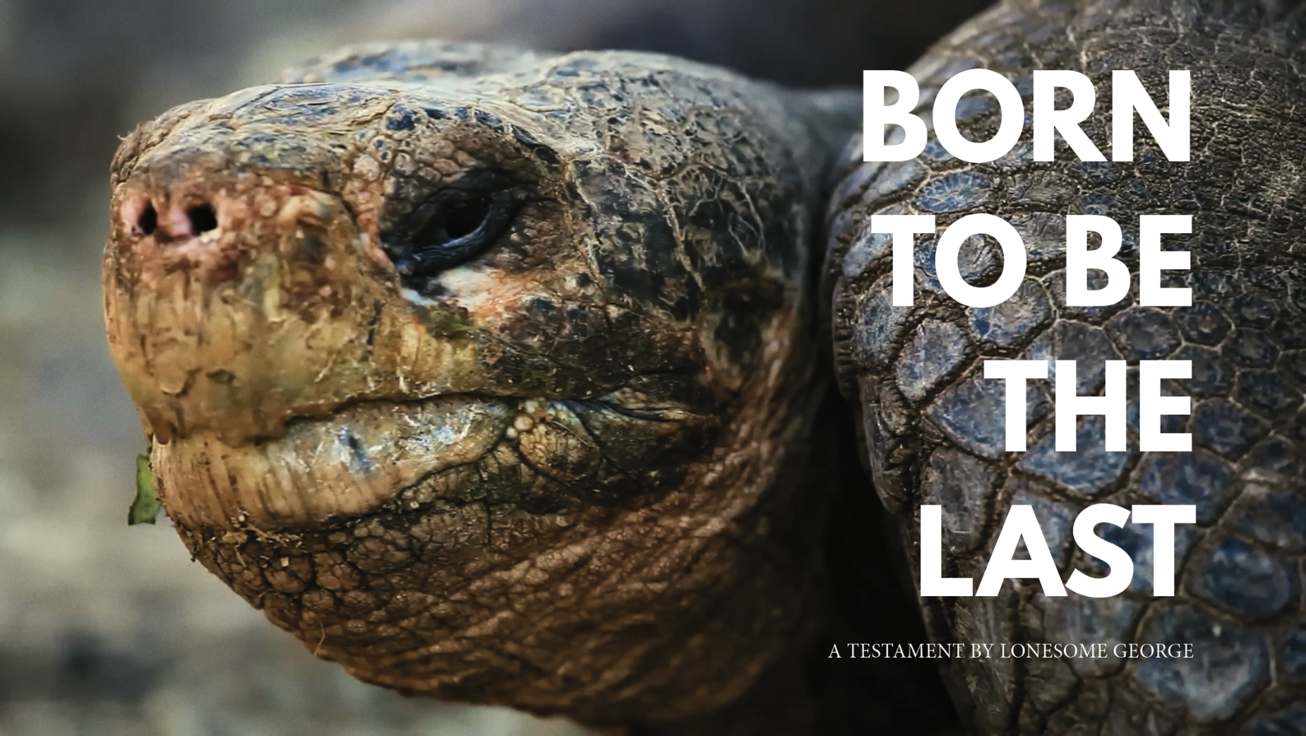 ‘Born to Be the Last’ Gives An Unheard Voice to Galapagos Tortoise ...