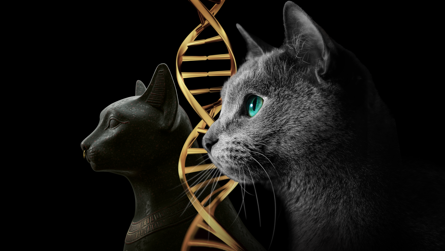 SHEBA Searches for Descendants of Egyptian Feline Nobility | LBBOnline