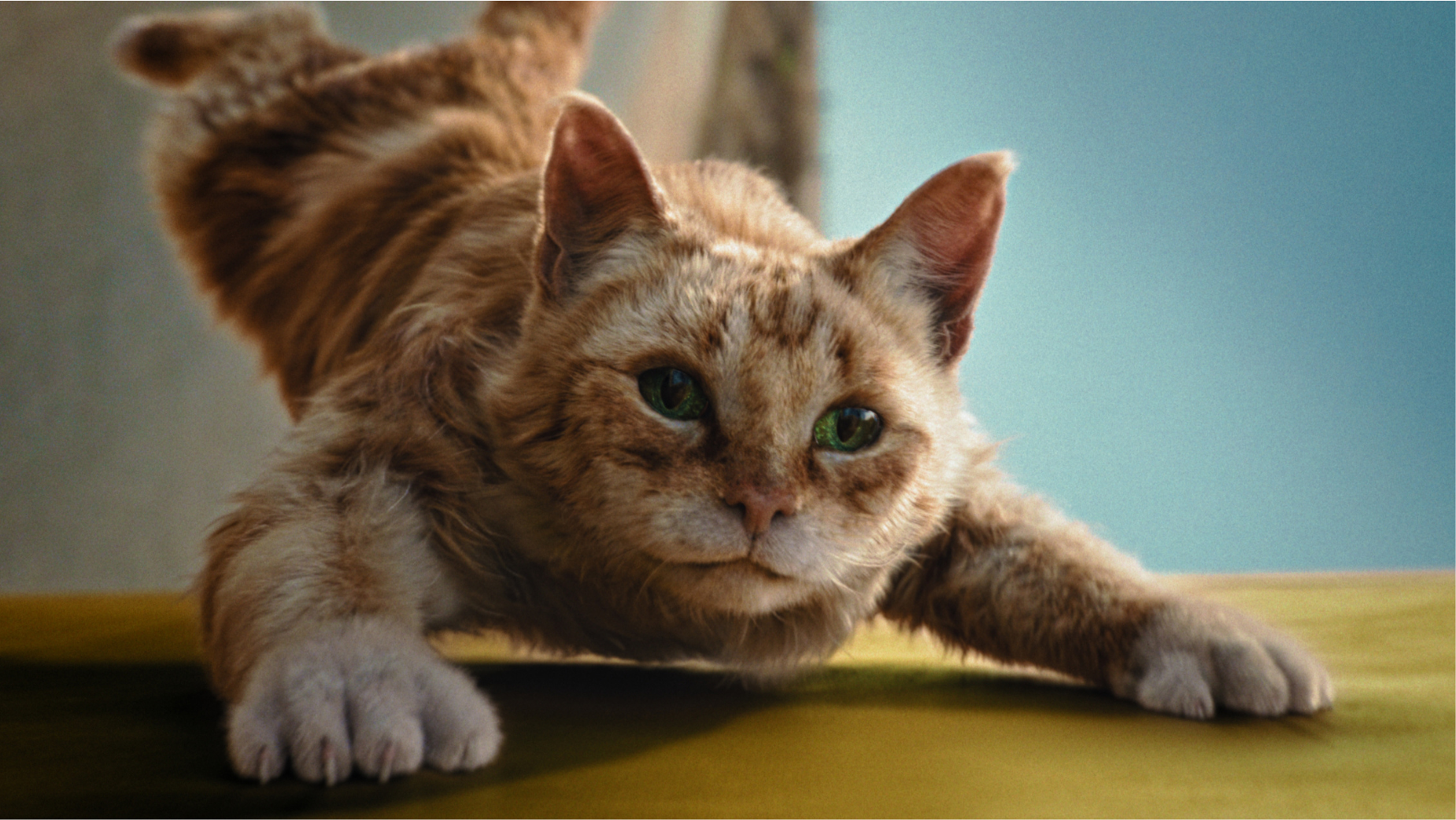 Cats Go to Extreme Lengths to Secure Dreamies Treats in Global Campaign | LBBOnline