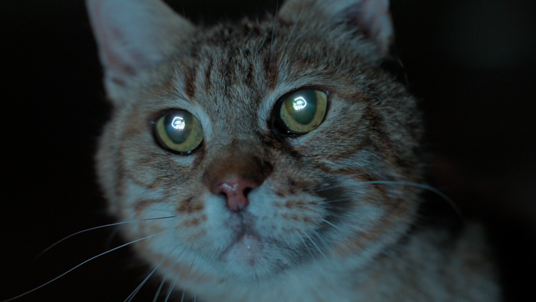 Ford's Puma Gen-E Prowls the City Streets in Feline Inspired Spot ...