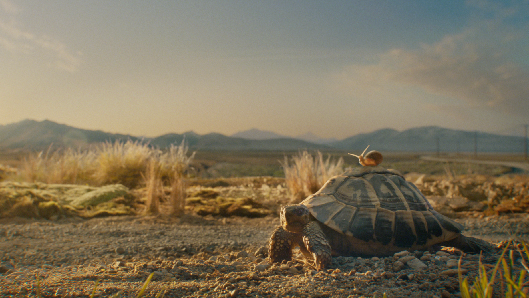 New Zealand Bank Enlists Snail and Tortoise To Urge People to Slow Down ...