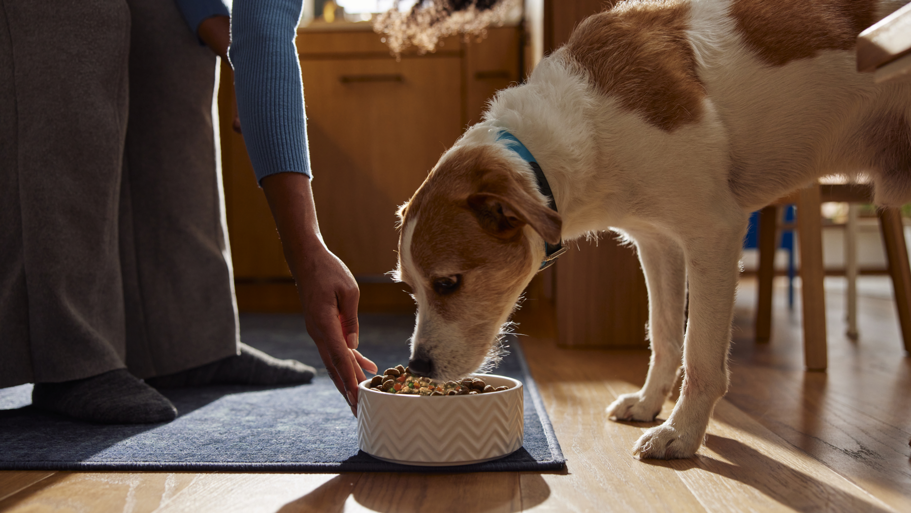 Blue Buffalo Pet Food Celebrates Quirky Rituals of Pet Parents | LBBOnline