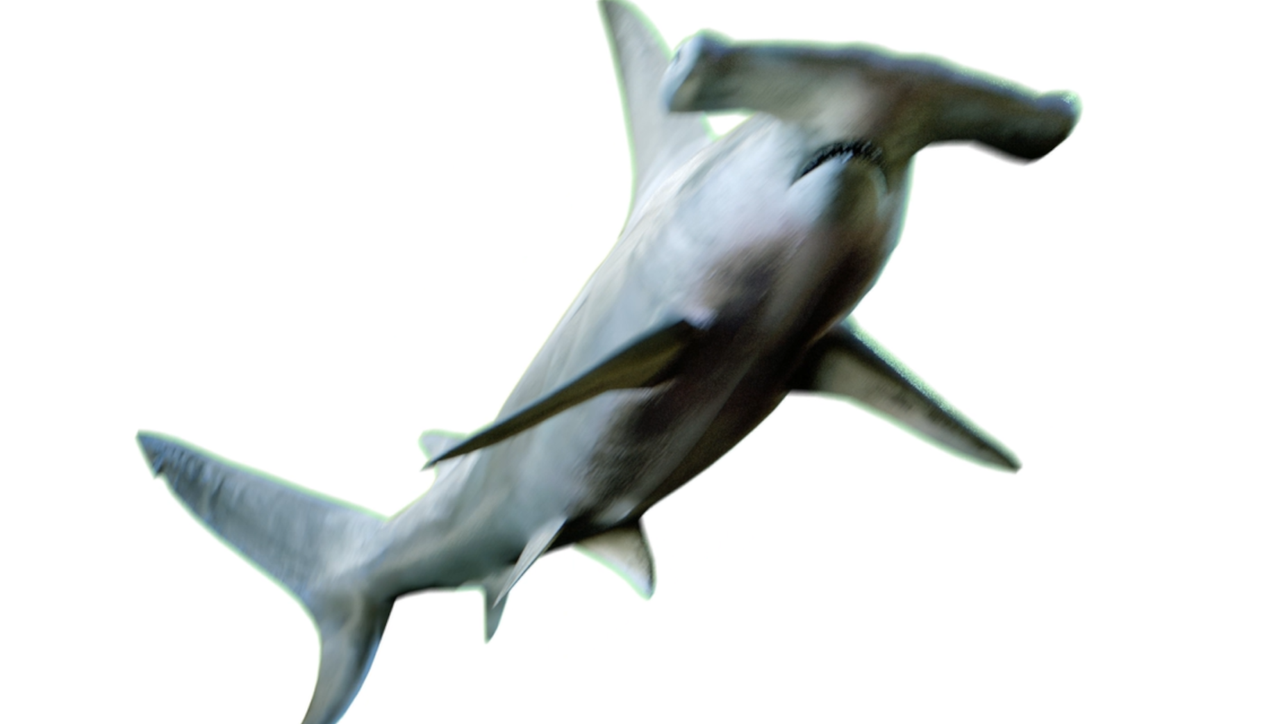 Royal Ontario Museum Dives Deep to Change How We See Sharks | LBBOnline