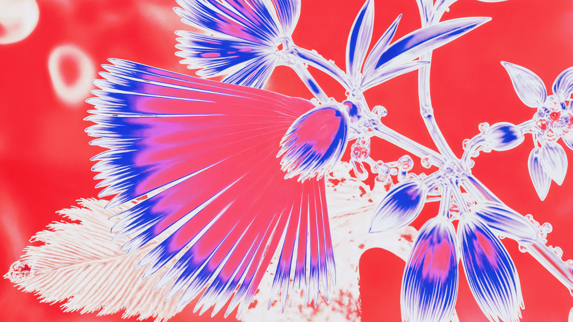Native Flora and Fauna to be Projected Onto Sydney Harbour Bridge on ...
