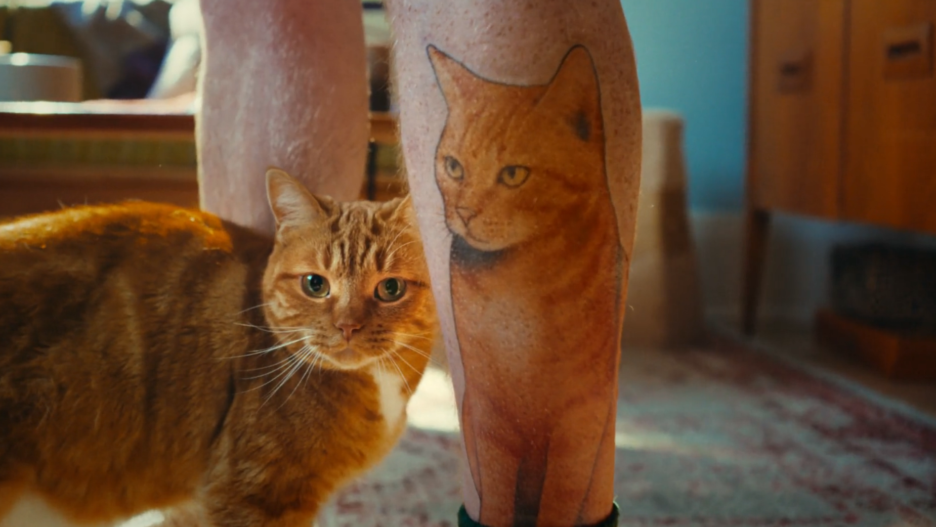 Fresh Step Campaign Honours Crazy Cat People | LBBOnline
