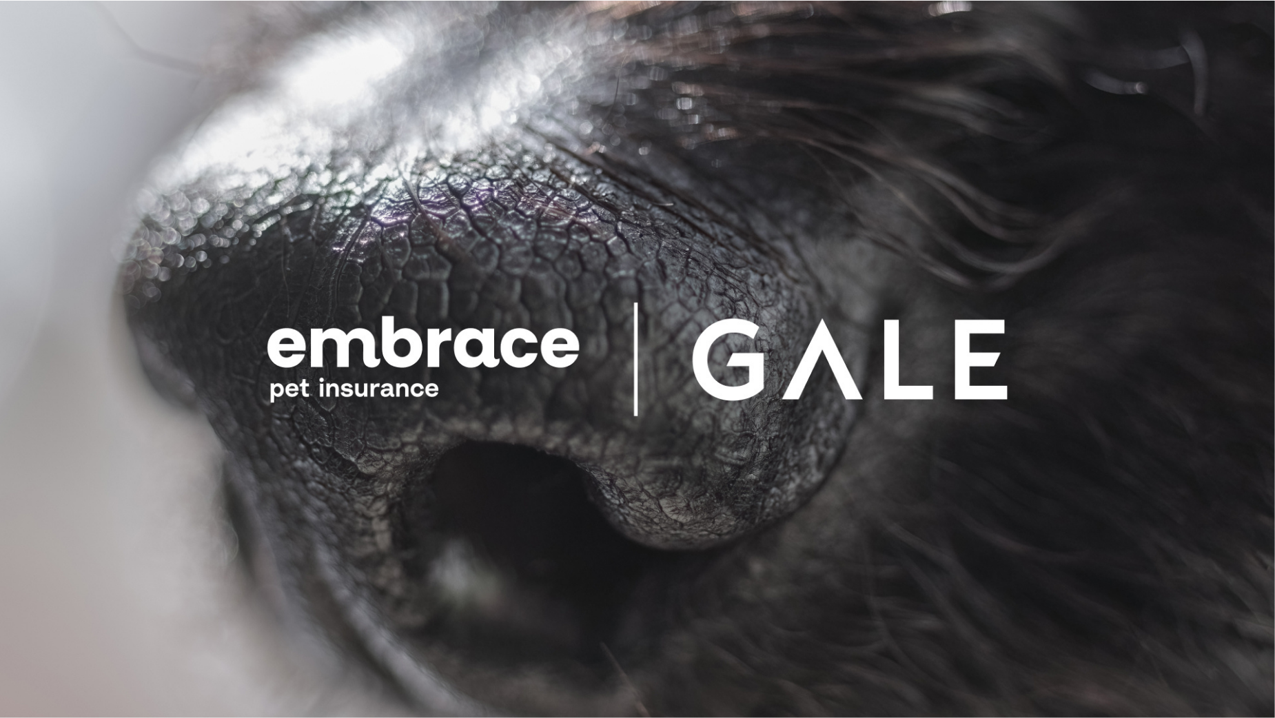Embrace Pet Insurance Taps GALE as Integrated Agency of Record | LBBOnline