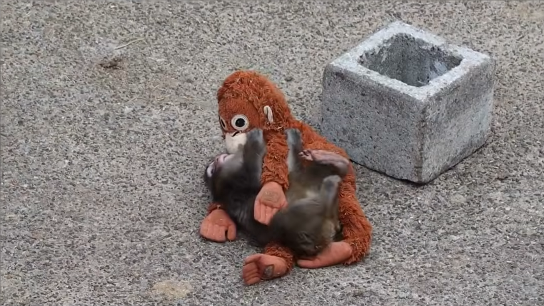 What Can Brands Learn From Punch the Monkey’s Unlikely Bond With an ...