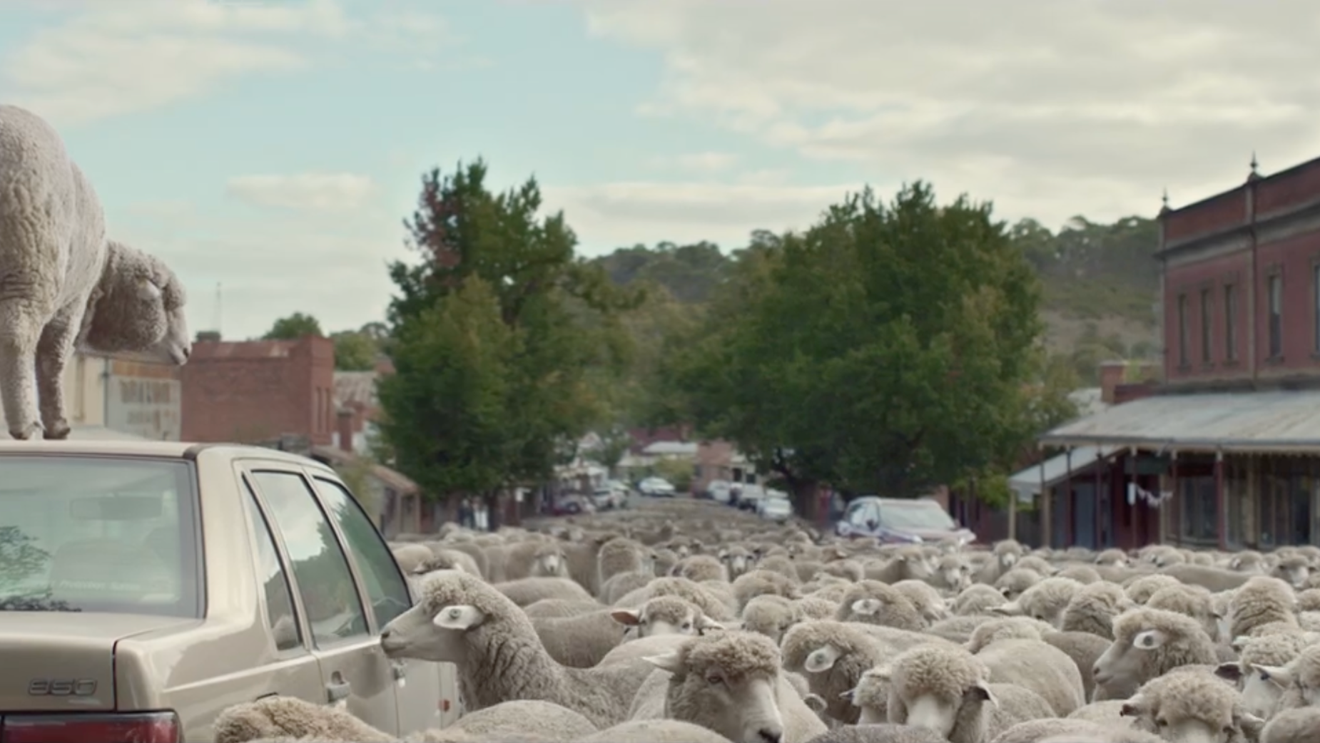 Special, Good Oil Flood Small Town With Real Sheep in Gippsland Dairy ...