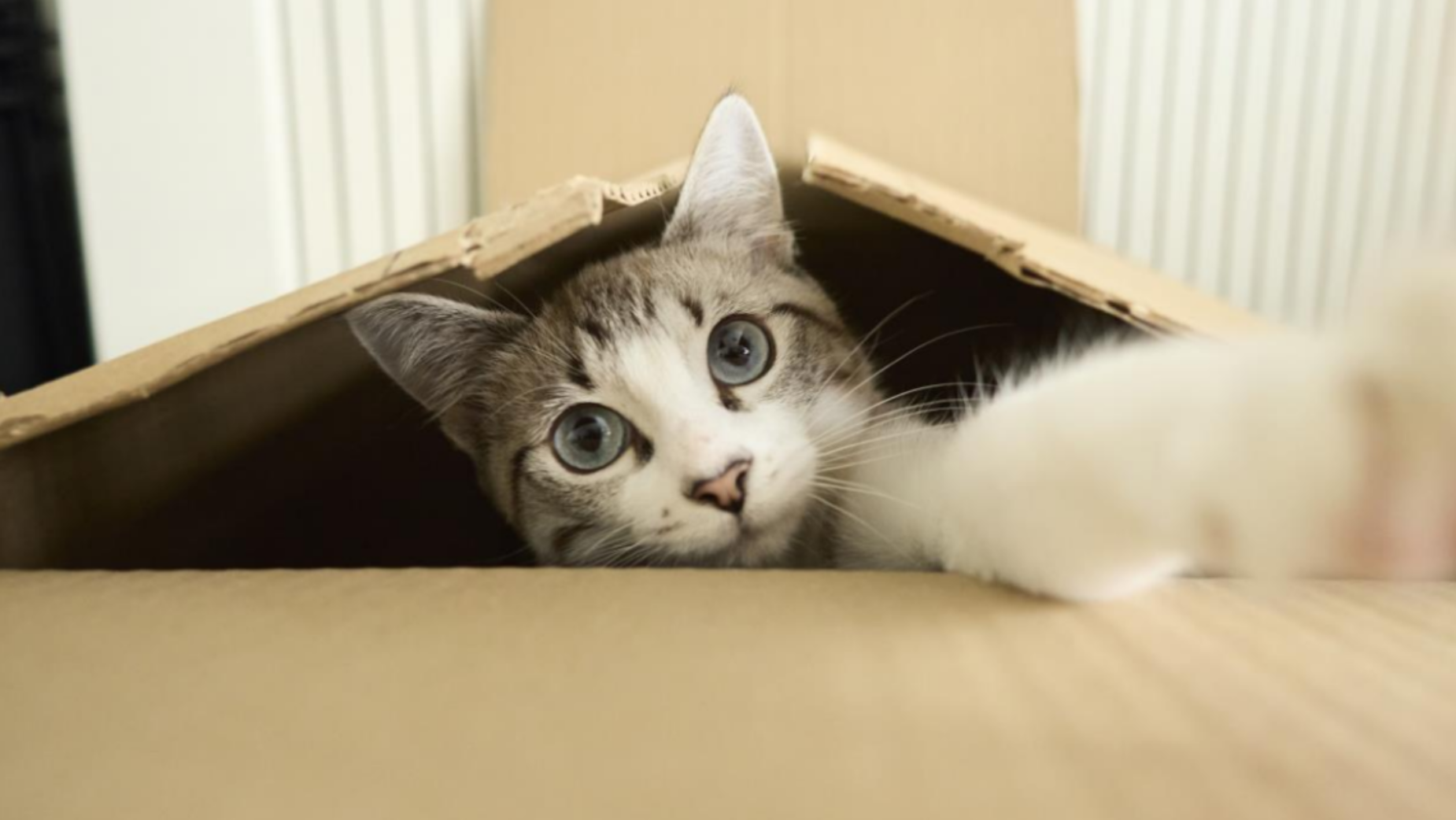 Curious Productions Director Falls for Feline Star While Shooting Cats ...