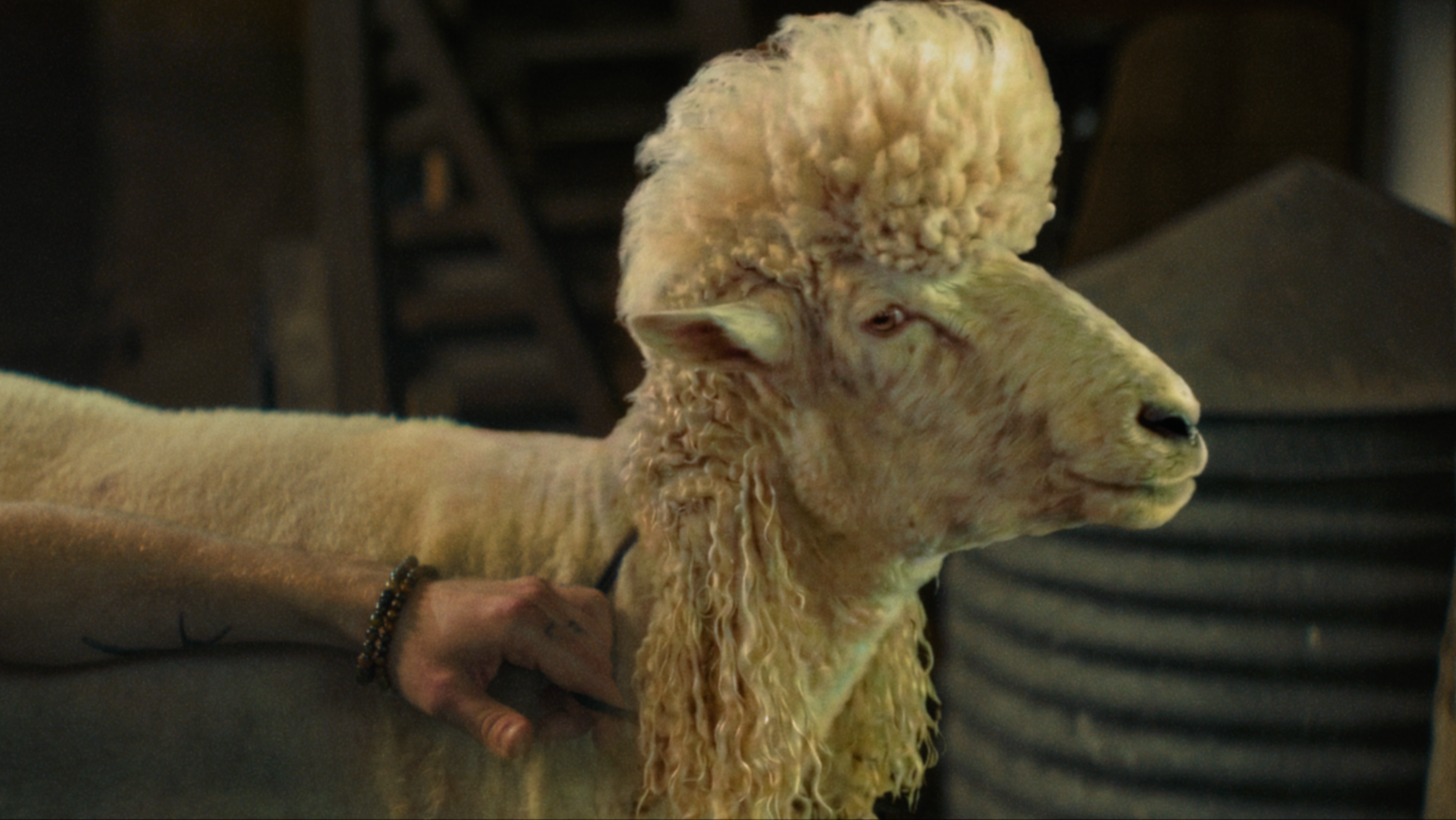 A Flock of Mullet Wearing Sheep Take Over In Quirky Peperami Spot ...