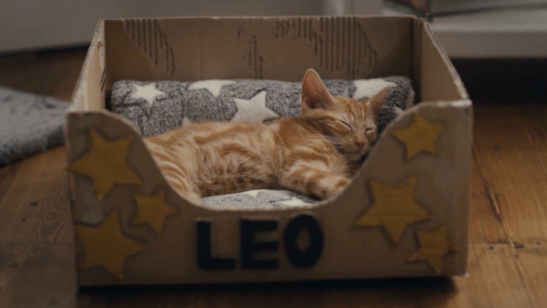 Adorable Cat Finds the Perfect Home in Touching Battersea Film | LBBOnline