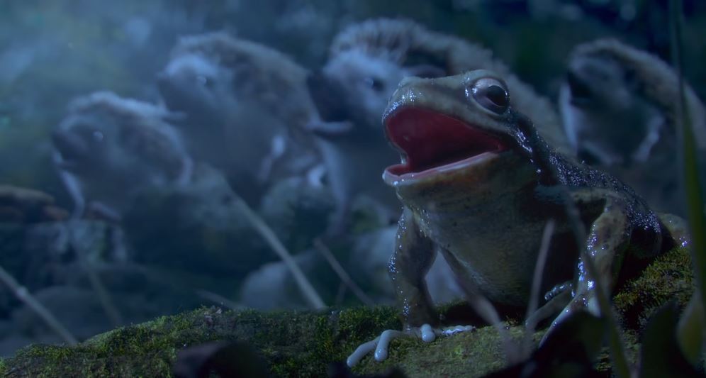 Animals in Concert: Illogic Are Back with New Short 'Maestro' | LBBOnline