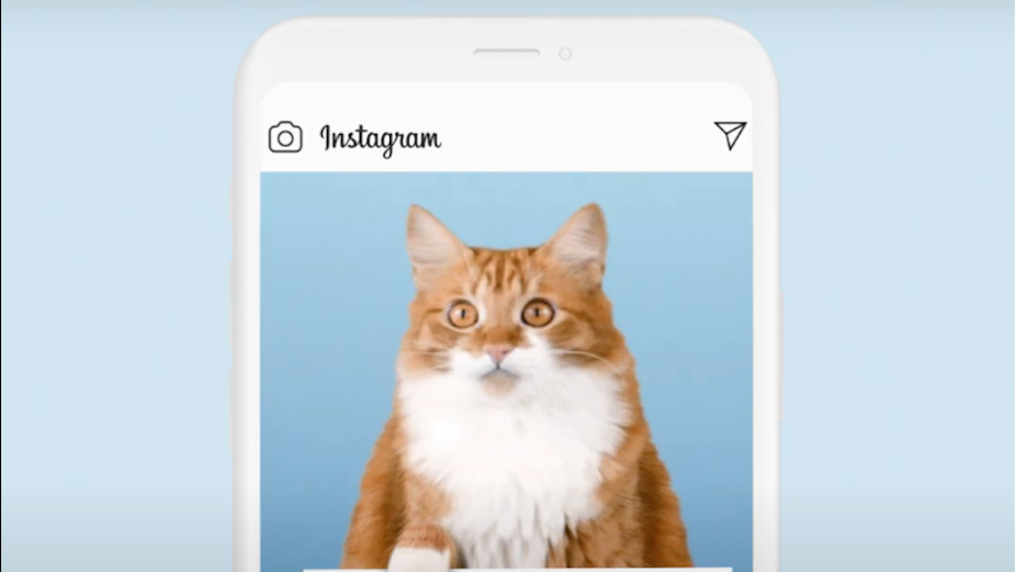 These Instagram Cats Raise Awareness on Online Child Sexual Abuse ...