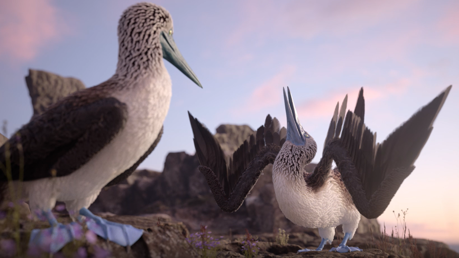 Chill Insurance's Exotic Birds Avoid the Annual Renewal Dance | LBBOnline
