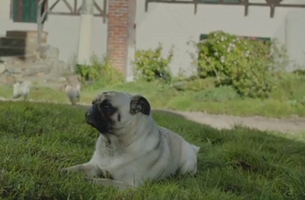 Vodafone India's Mascot Pug Cheeka Returns | LBBOnline