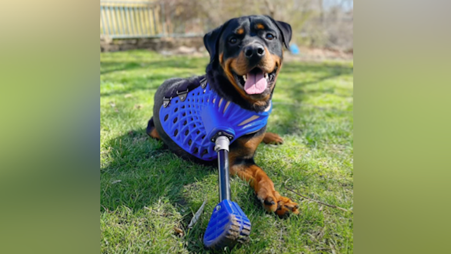 Tenacious Tripod Dogs Run Free in the Cutest Shot on iPhone Ad Yet ...