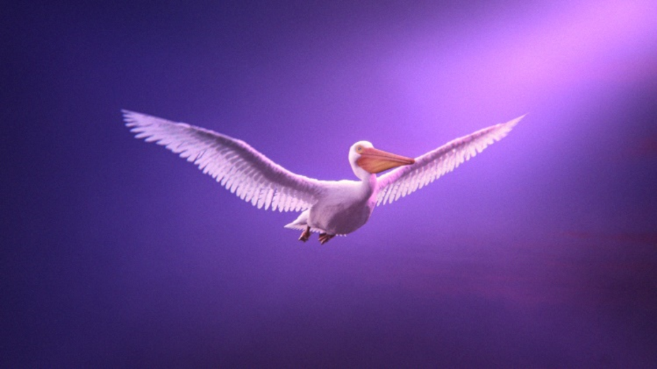 Gilbert the Pelican Takes Flight for Royal London Campaign | LBBOnline