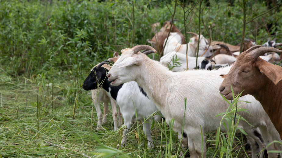 The ComEd Goats Are Back and Bring More Reliable Power Than Ever ...