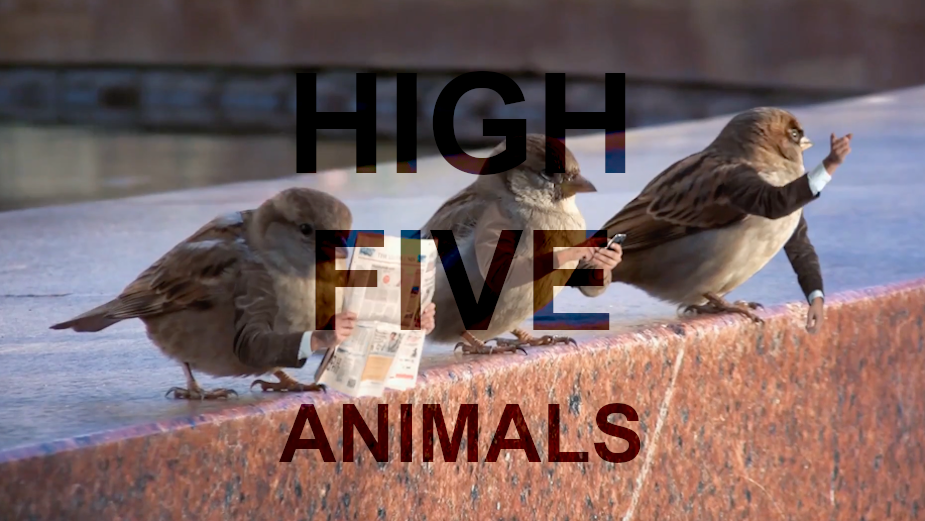 High Five: For the Love of Animals | LBBOnline