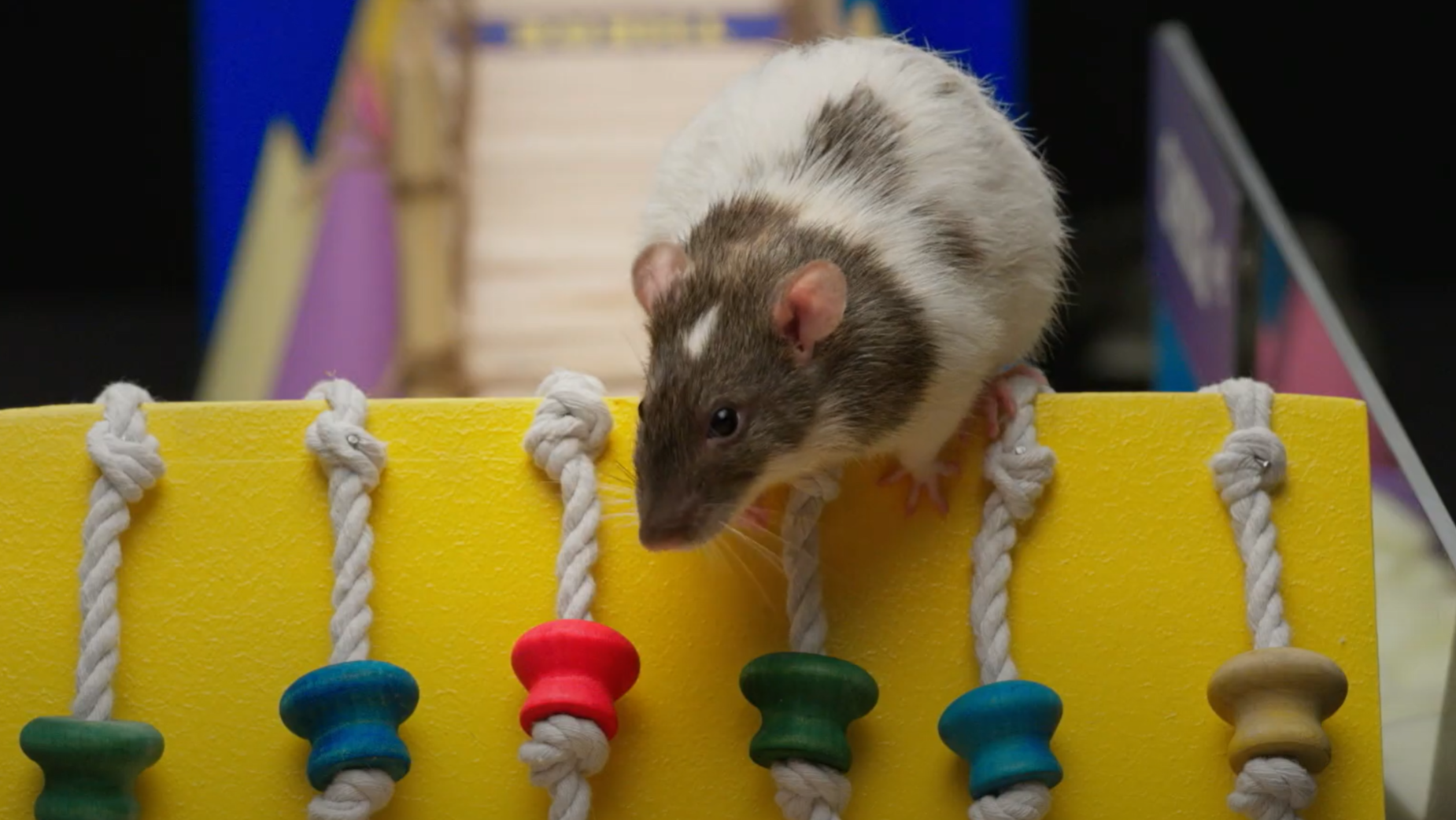 Mice Sniff Out KRAFT's NotCheese Slices in Mouse Maze Championship ...