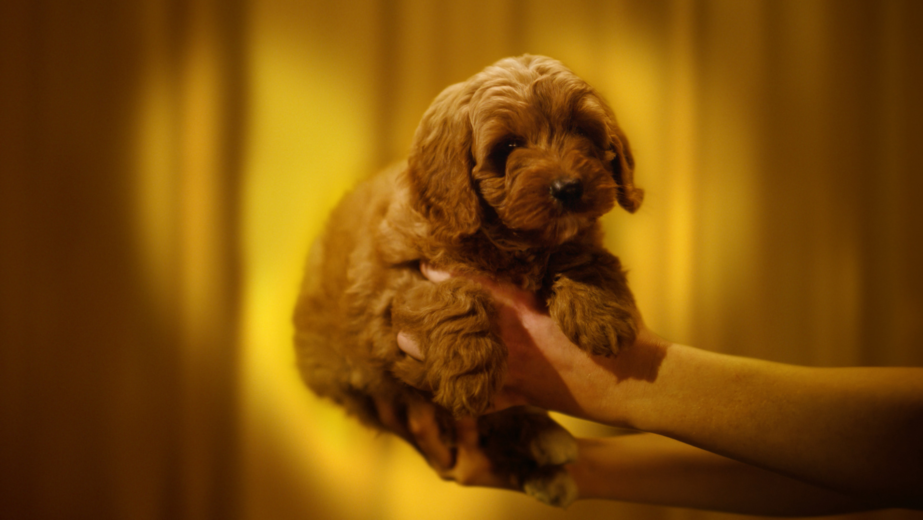 Petbarn Launches New Puppy and Kitten Club with Ridiculously Adorable ...