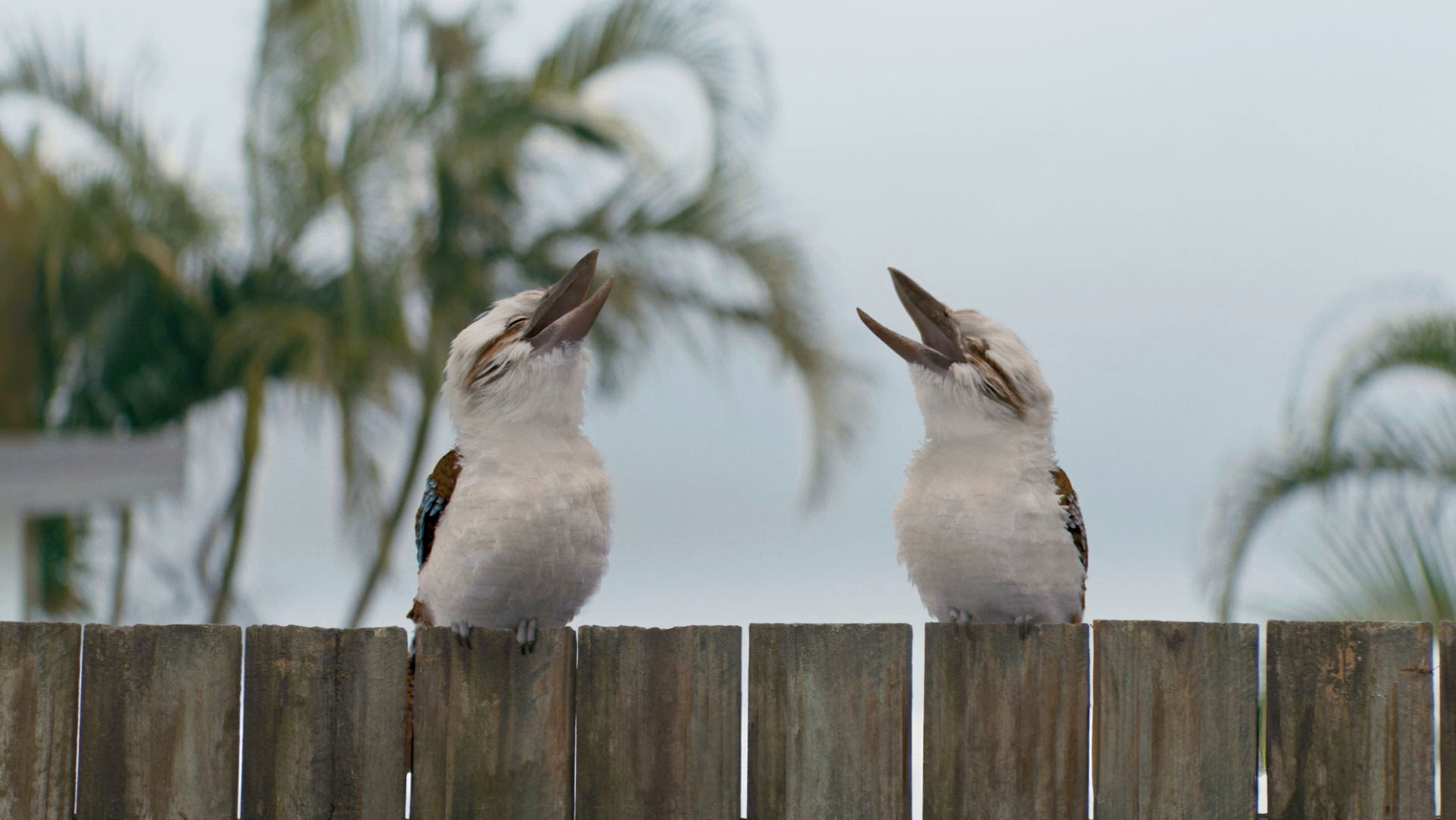 RACQ Returns to Its Humorous Roots With New Brand Platform with VML ...