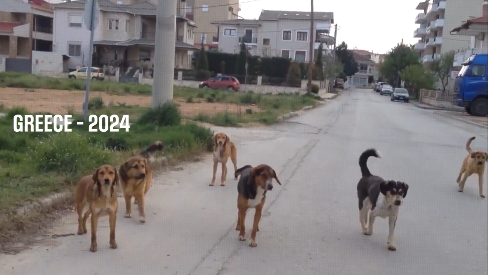 This Emotive Campaign Spotlights Stray Dog Crisis with Real Images ...