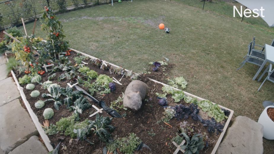 Foraging Wombats are No Match for Google’s Nest Cam and Doorbell ...