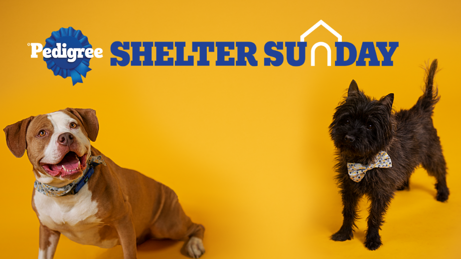 The PEDIGREE® Brand Aims to Combat Pet Homelessness This Black Friday ...