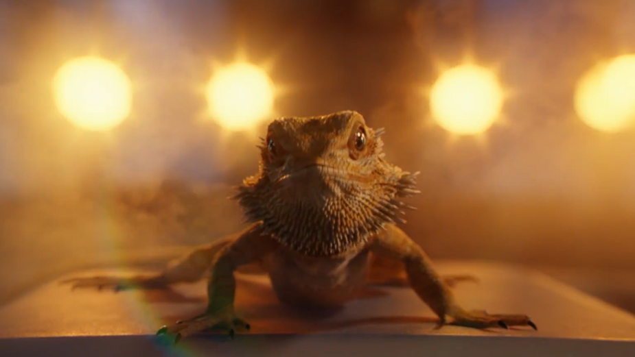 Bearded Dragon Jeff Rocks Out in Spot Celebrating Three’s Home ...