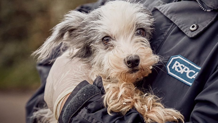 RSPCA Appoints AMV BBDO as Creative Agency | LBBOnline