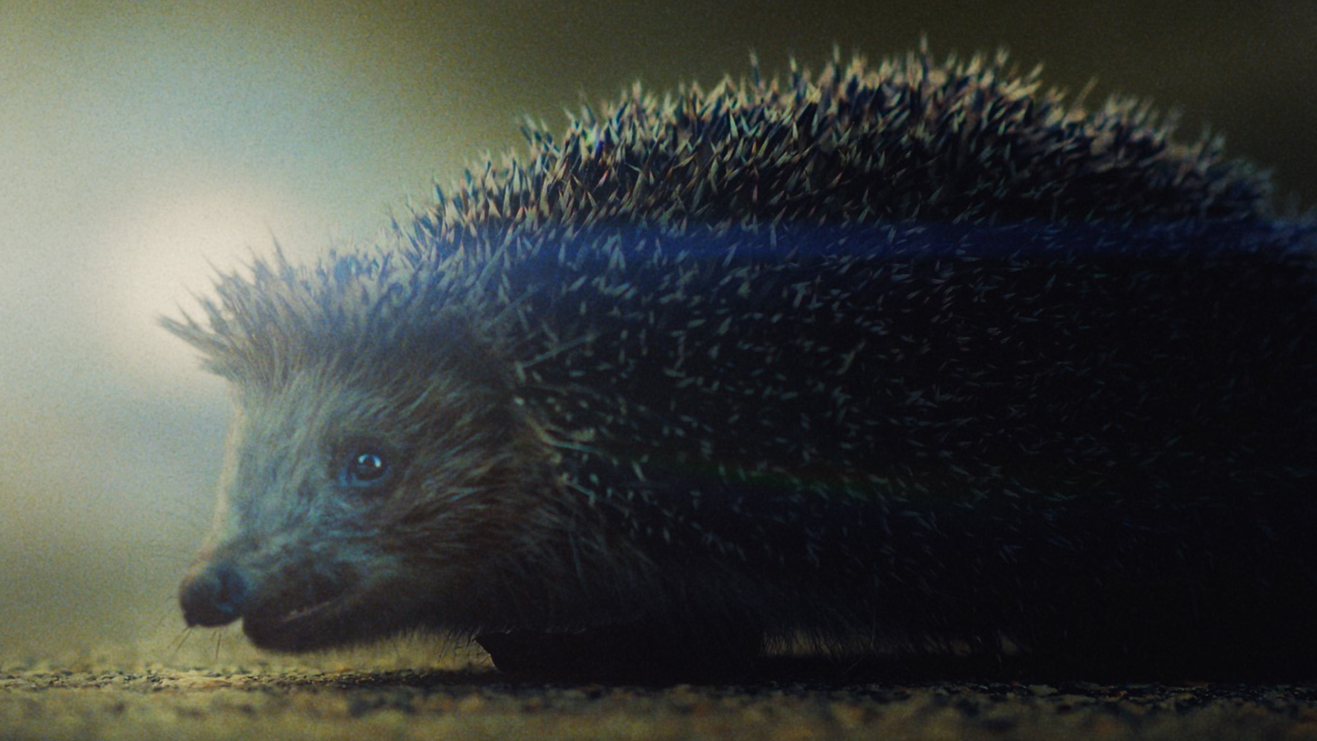 RSPCA Rebrands to Meet Biggest Challenges to Animals in 200-Year ...