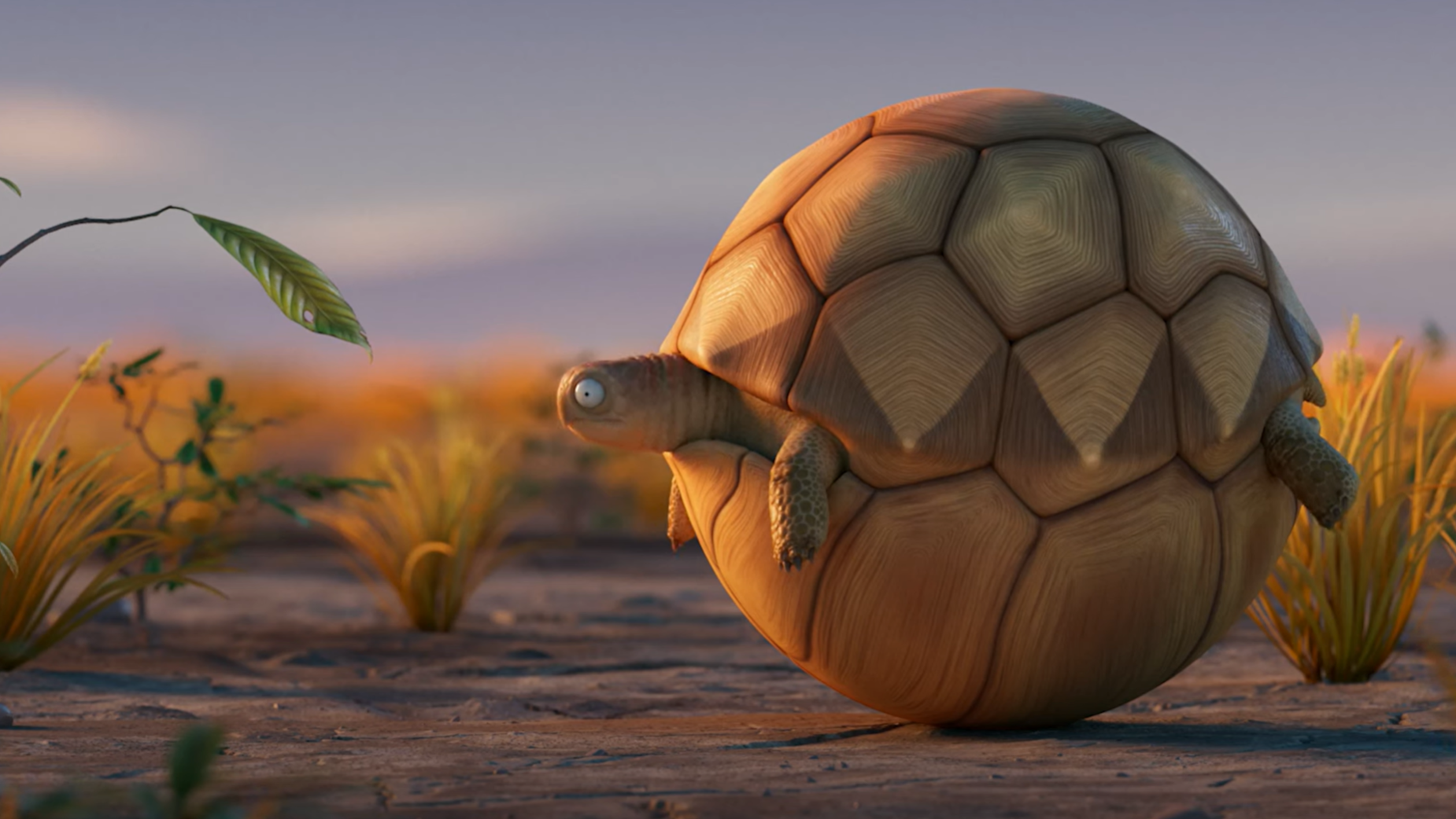Rollin' Wild Celebrates World Turtle Day with Hypnotic Slow TV ...