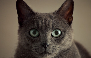 AMV BBDO Launches New Global Campaign for SHEBA UK: "Resistance is ...