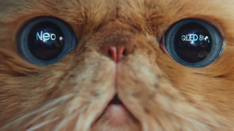 Nothing Wows the World’s Grouchiest Cat like the Samsung Neo QLED 8K TV ...