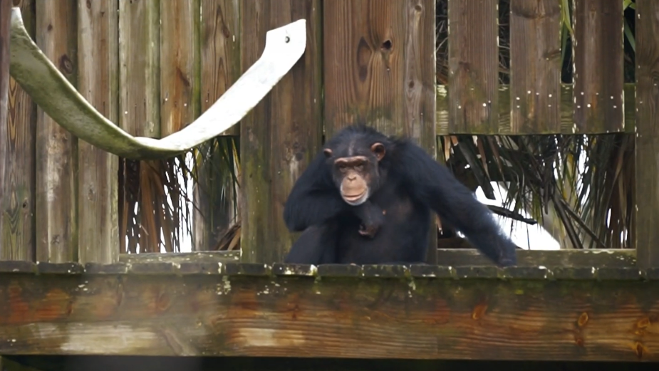 Paul McCartney Goes Ape to Donate Beatles Hit for Chimpanzee Ad | LBBOnline