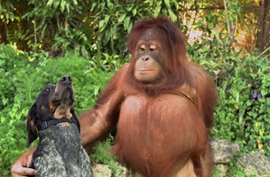 This Android Spot from Droga5 Celebrates Unusual Animal Friends. And ...