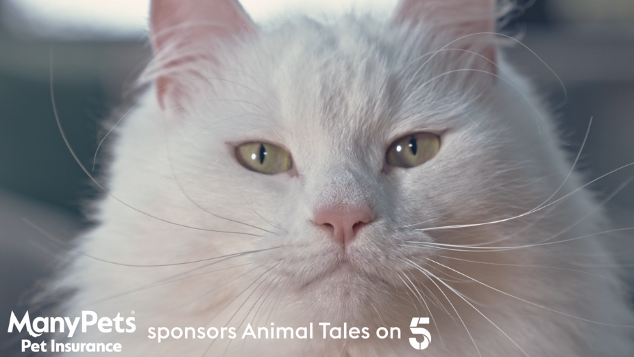 Sky Media Announces a Purrfect Partnership between Channel 5 and ...