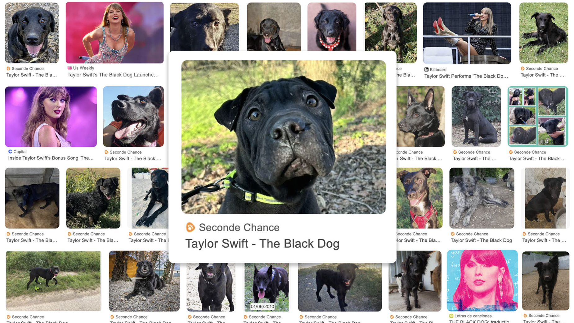 Taylor Swift Inspires Thousands of Black Dog Adoptions in Cheeky ...