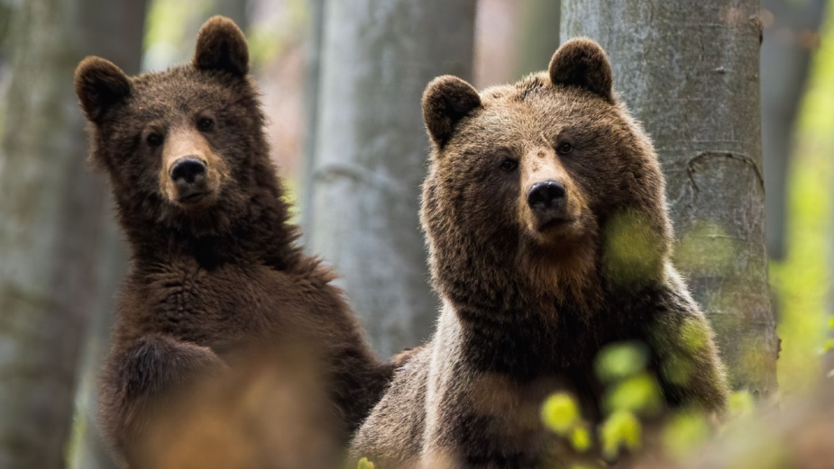 NGO Agent Green Campaigns for the Right of Bears to Be Paid for Their ...