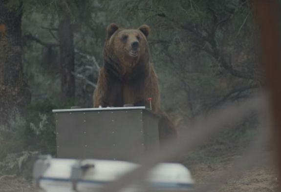 Can a Kodiak Bear Best an Otterbox Cooler? CP+B Boulder Finds Out ...