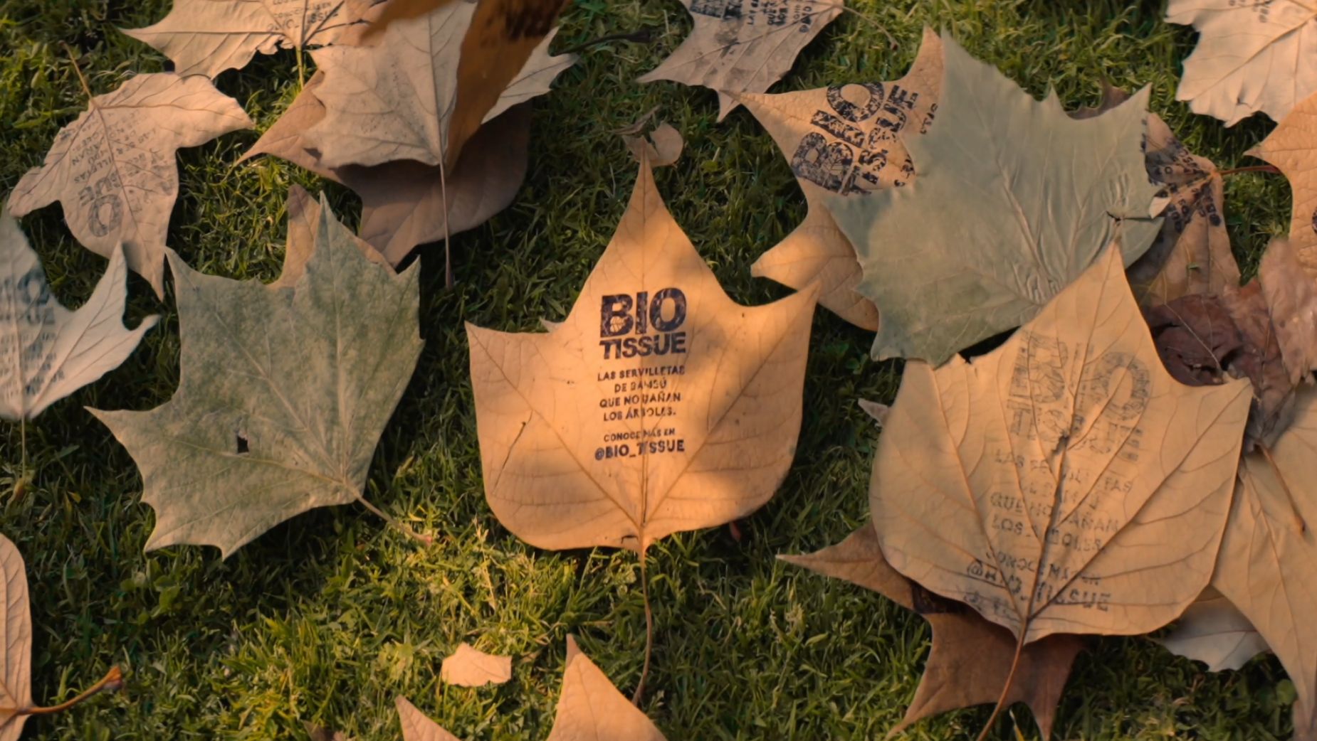 'Recycleaves': Archer Troy Miami Reinvents Advertising Through Nature’s ...