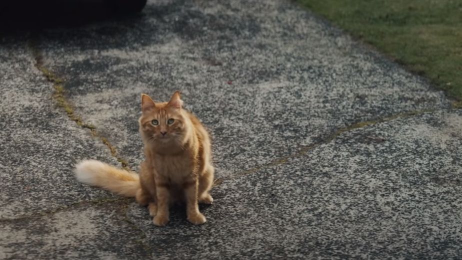 NZ Post and Three-Timing Feline Have Local Neighbourhood Covered ...