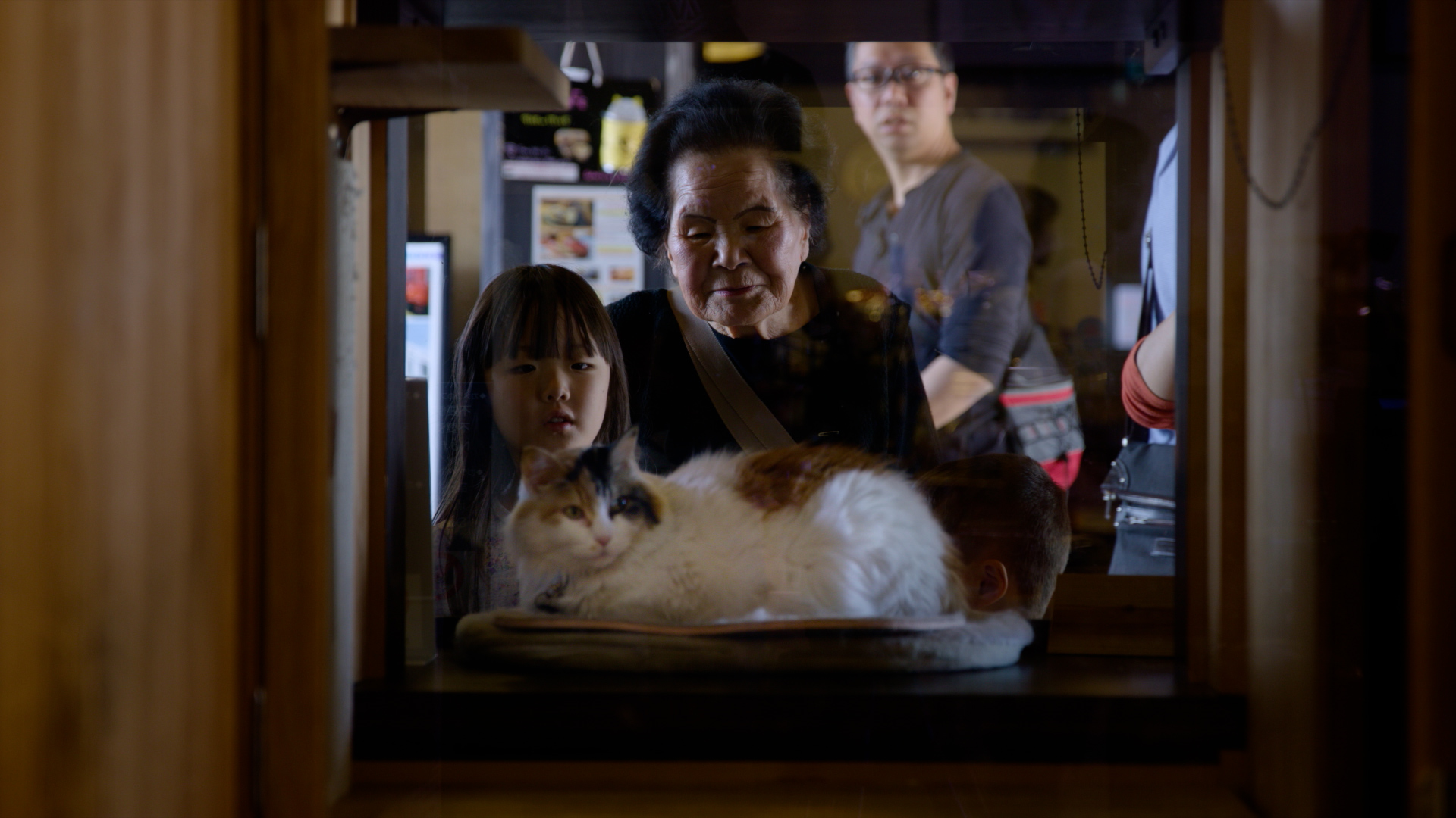 Sheba's 'The Cats That Rule The World' Reveals the Surprising Superpower of Cats | LBBOnline