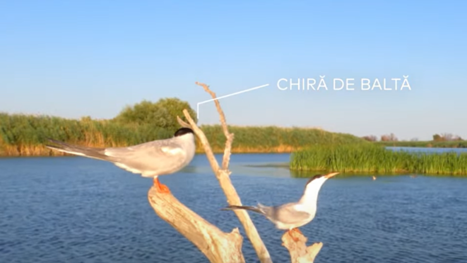 Birds ‘Directed’ Mastercard’s Short Film Celebrating the Biodiversity ...