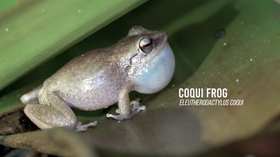 Behind the Work: How a Cute Puerto Rican Frog Sold 1.4m Cases of Beer ...