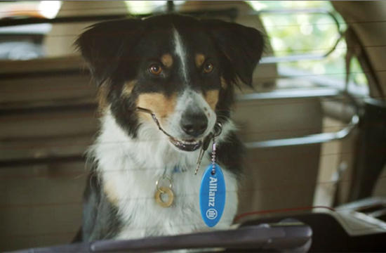 Sawyer The Dog Stars in New Allianz Spot | LBBOnline
